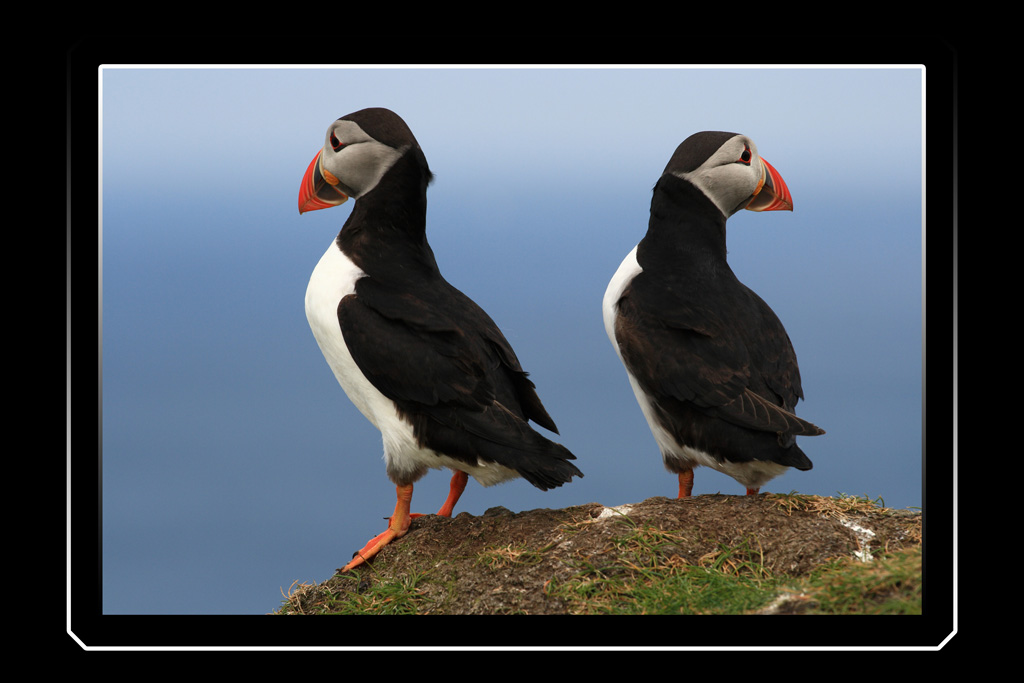Shitting birds, using camera: Birds are so cool - The Something Awful ...